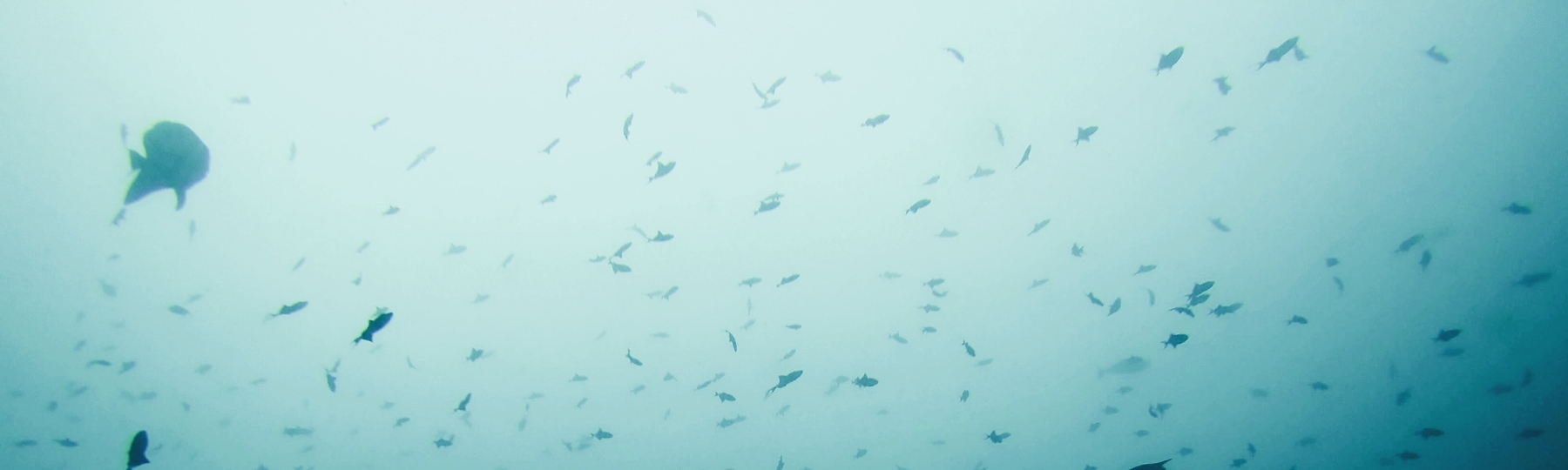 Dive deeply into OSGi using Search Plugin for Apache Felix | Wunderman ...